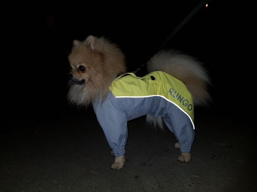 Дождевик для маленькой собаки