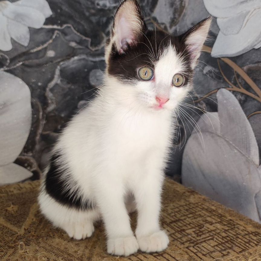 Котёнок в добрые руки