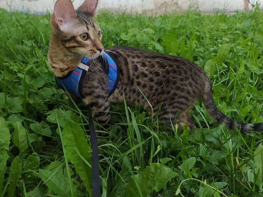 Котята саванна