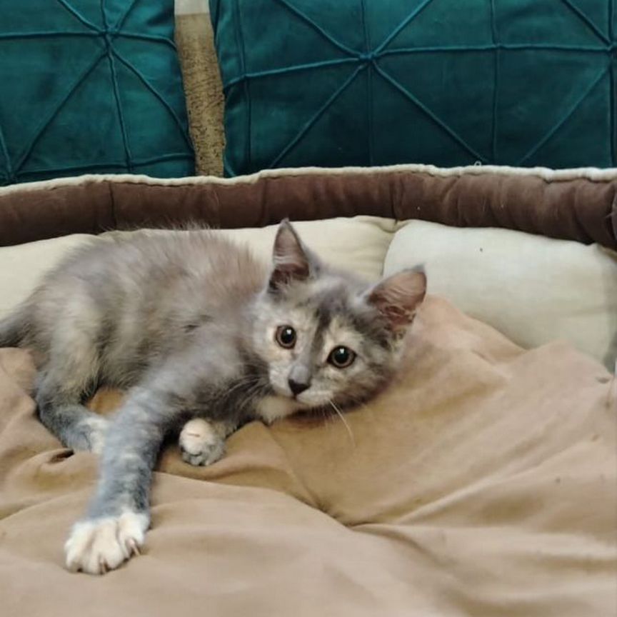 Весилисонька девочка 4 мес