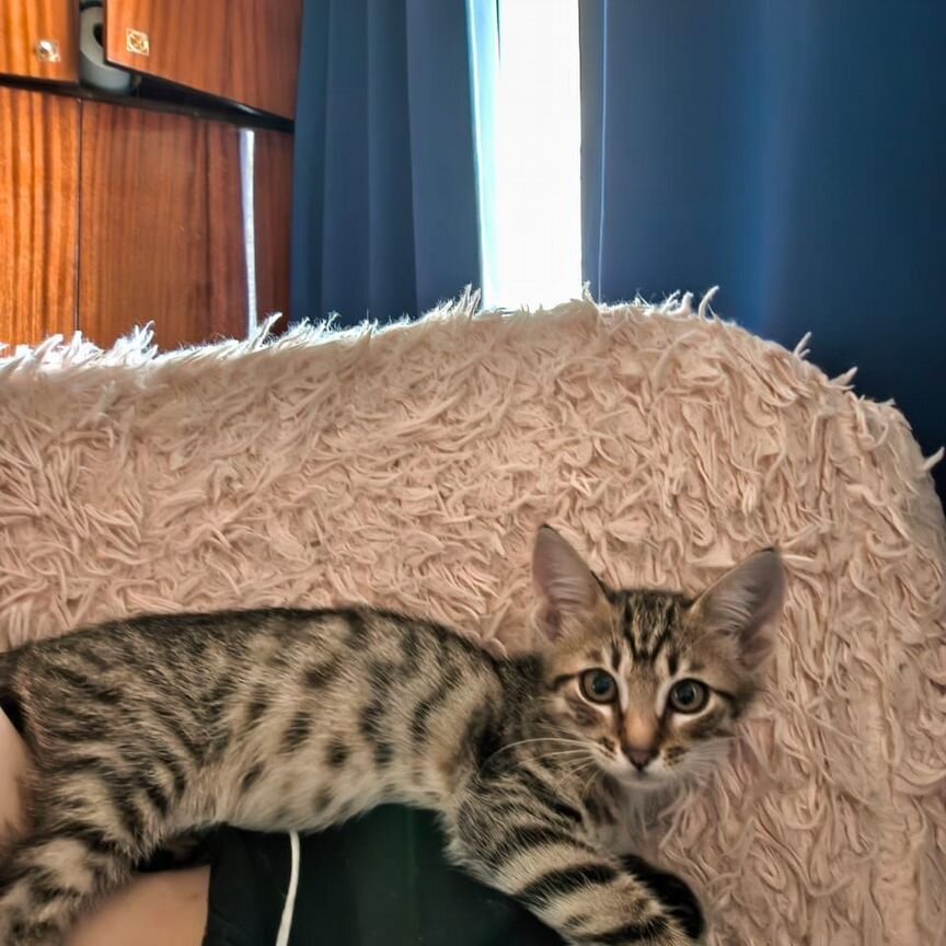 Котёнок-тигренок