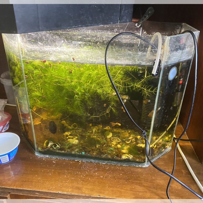 Маленькие рыбки с аквариумом и трава-роголистник