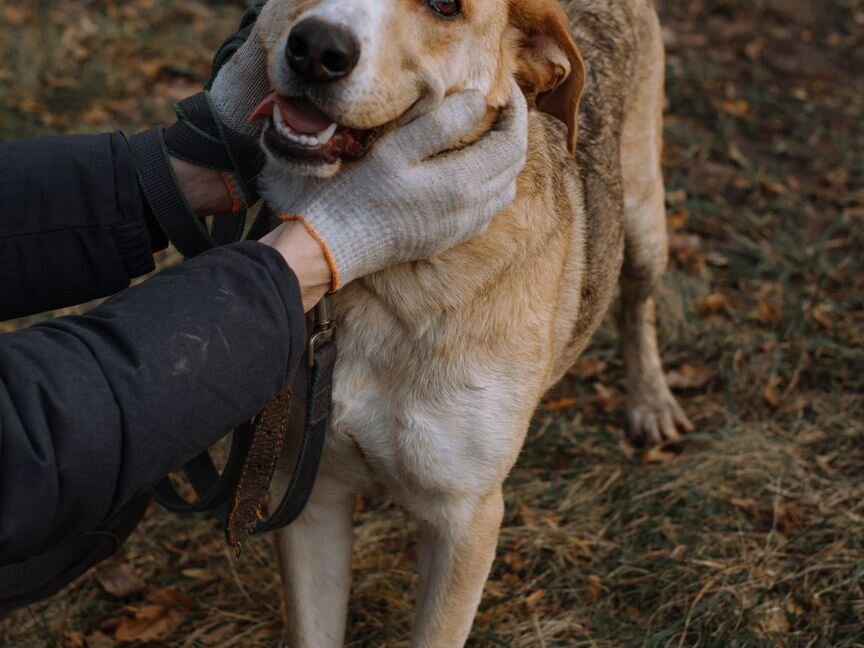 Собаки из приюта