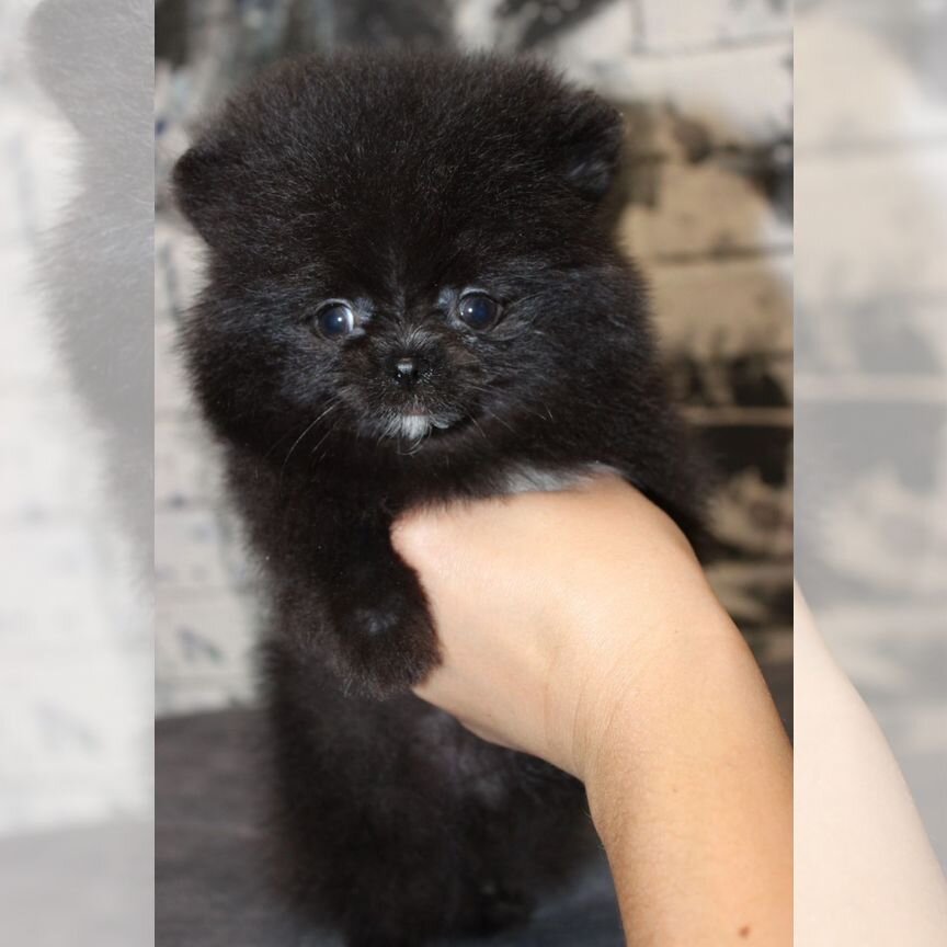 Мини шпиц девочка и мальчик