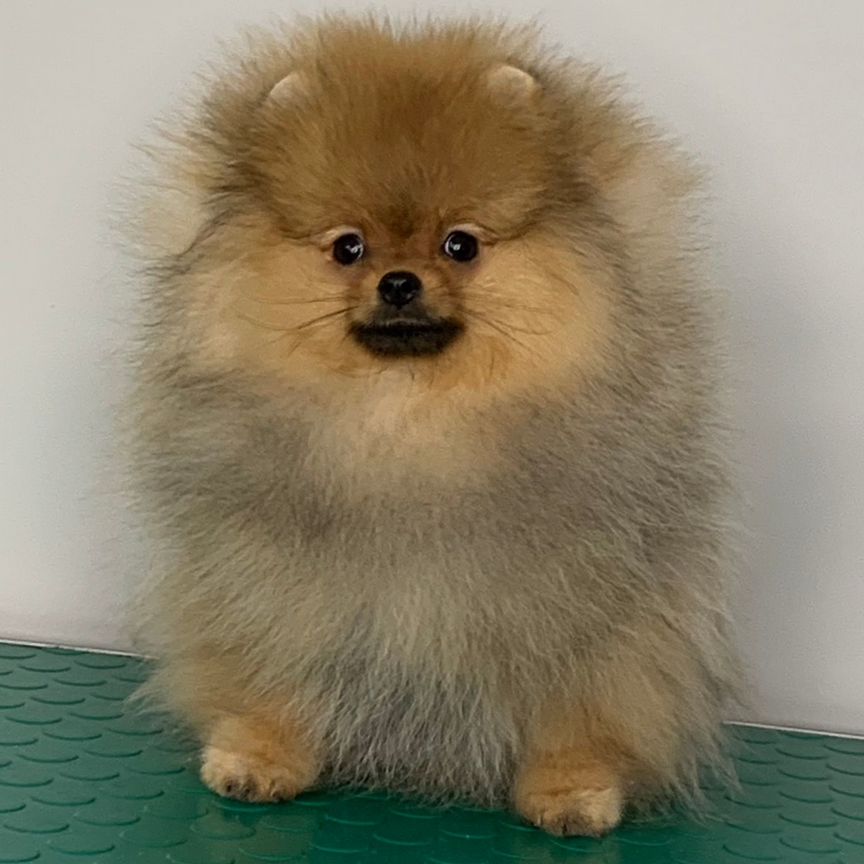 Померанский шпиц, щенок