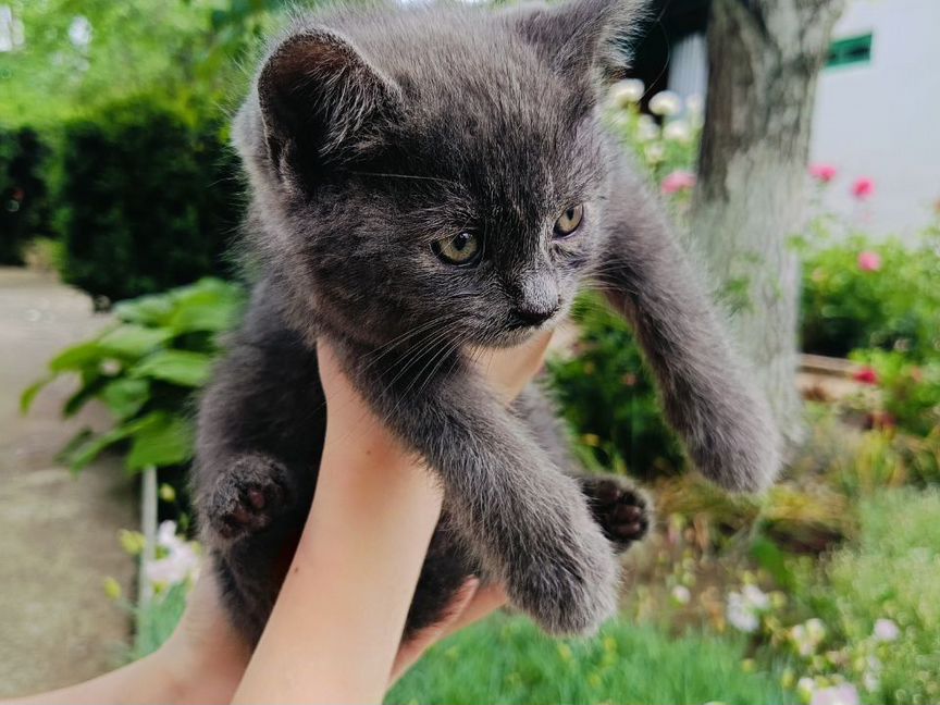 Котята русская голубая