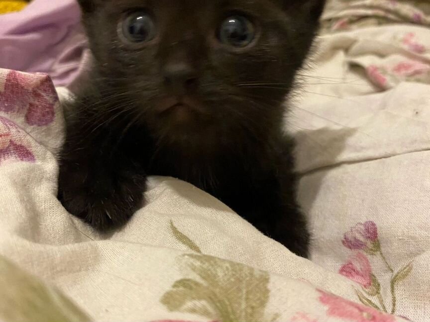 Котятки в добрые руки