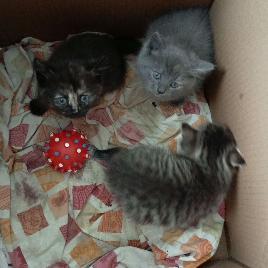 Котята
