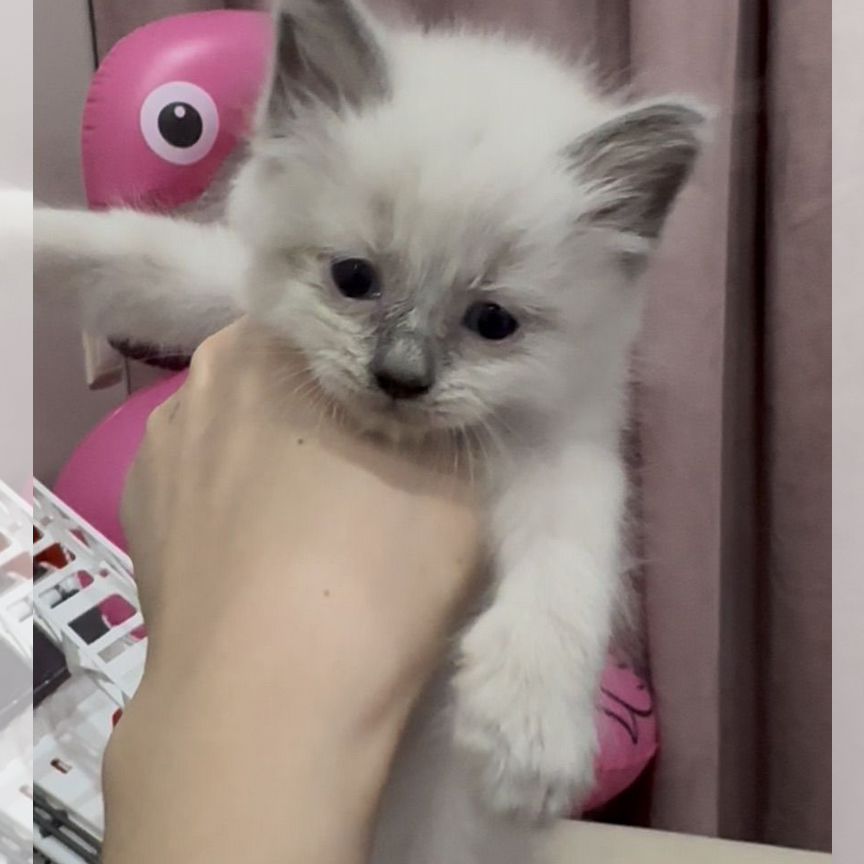 Рэгдолл котёнок