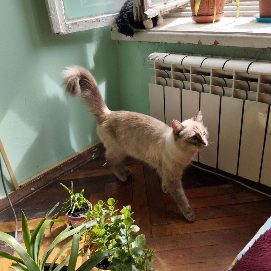Отдаем кошечку