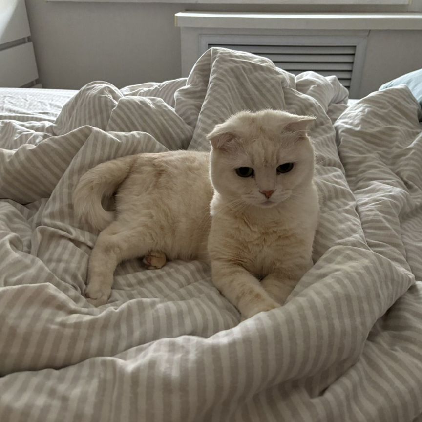 Шотландский вислоухий короткошёрстный, взрослый кот