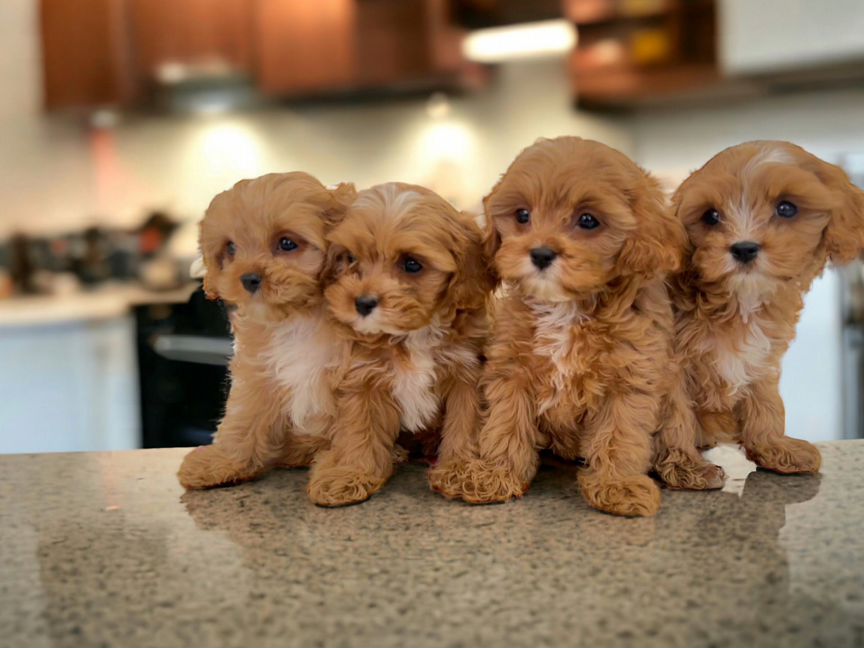 Щенки мальтипу ярких окрасов