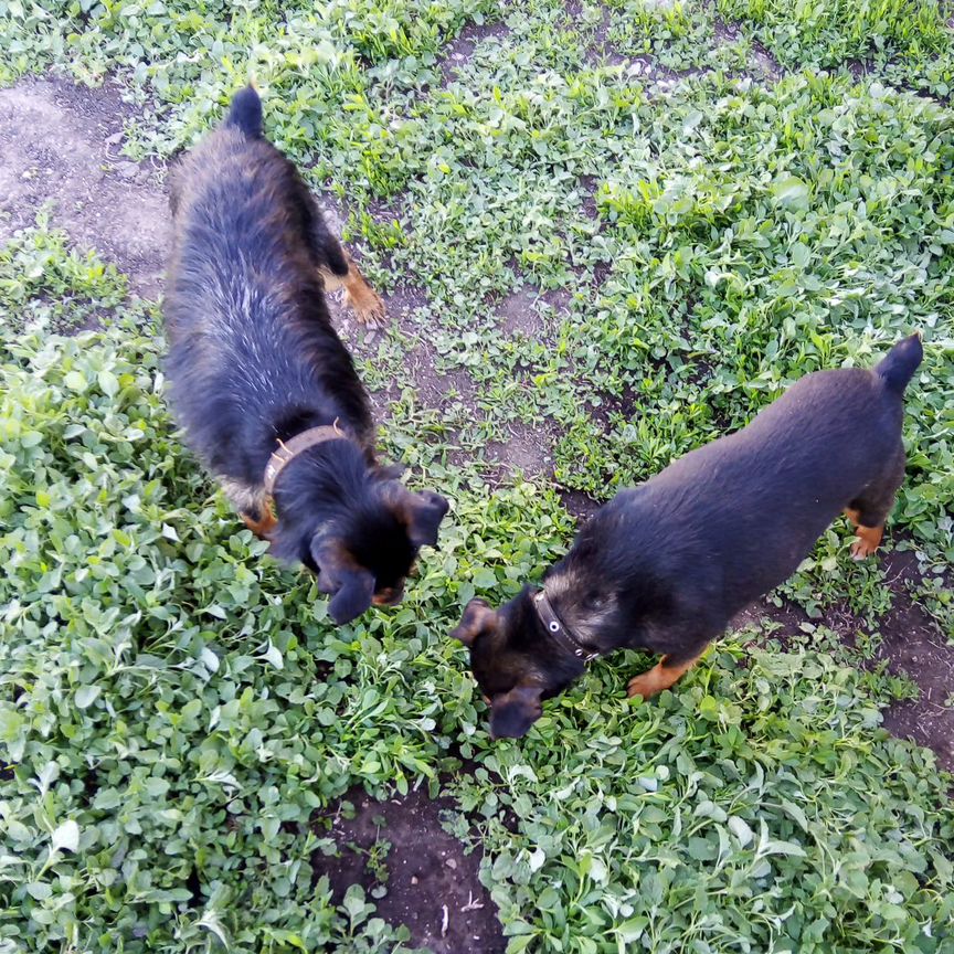 Продам щенков ягтерьера