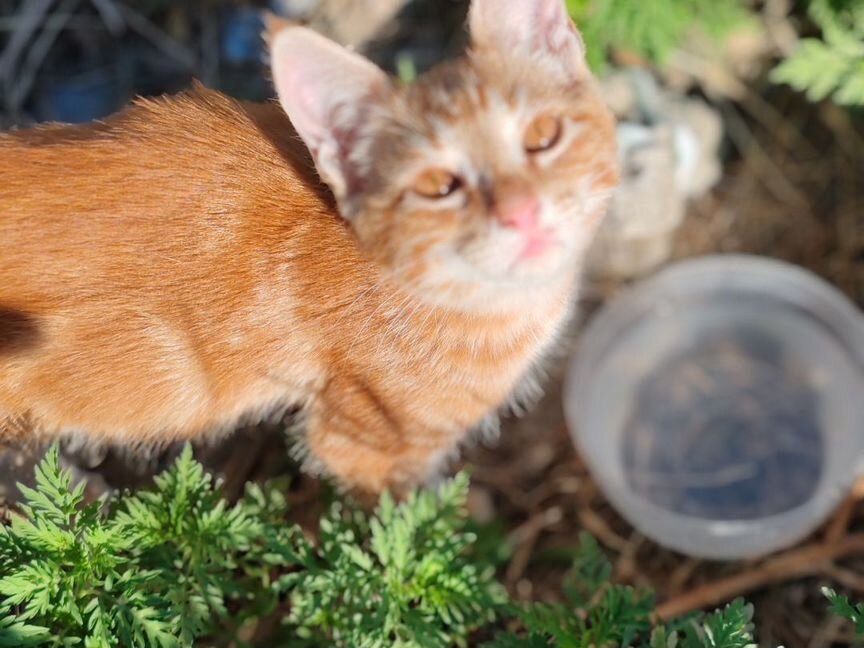 Рыжие котята
