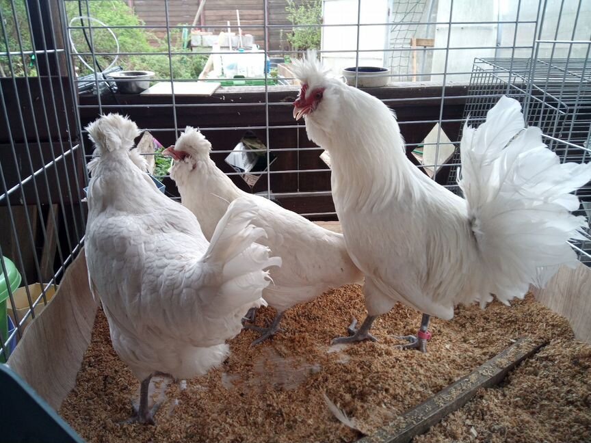 Продам семью кур породы брабантер