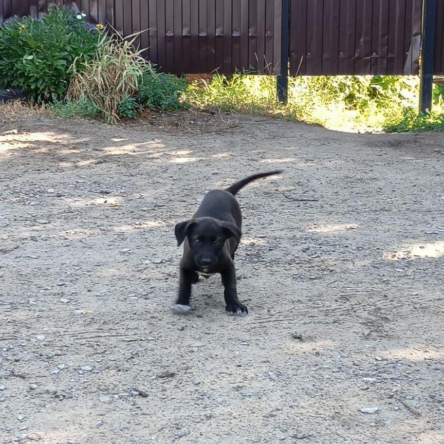 Собака, мальчик, 3 месяца