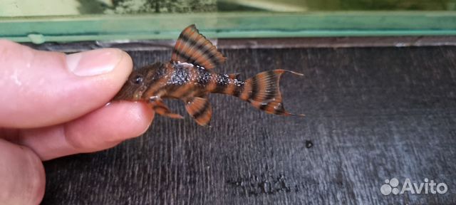 Сом L-397 Panaqolus (красная зебра)