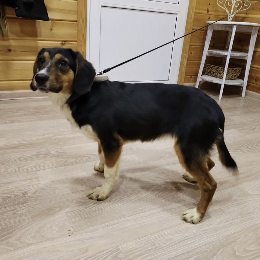 Маленькая собачка Жасминка 6 мес