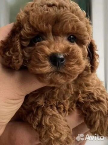 Щенки мальтипу