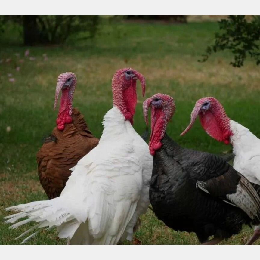 Продажа индюки домашние