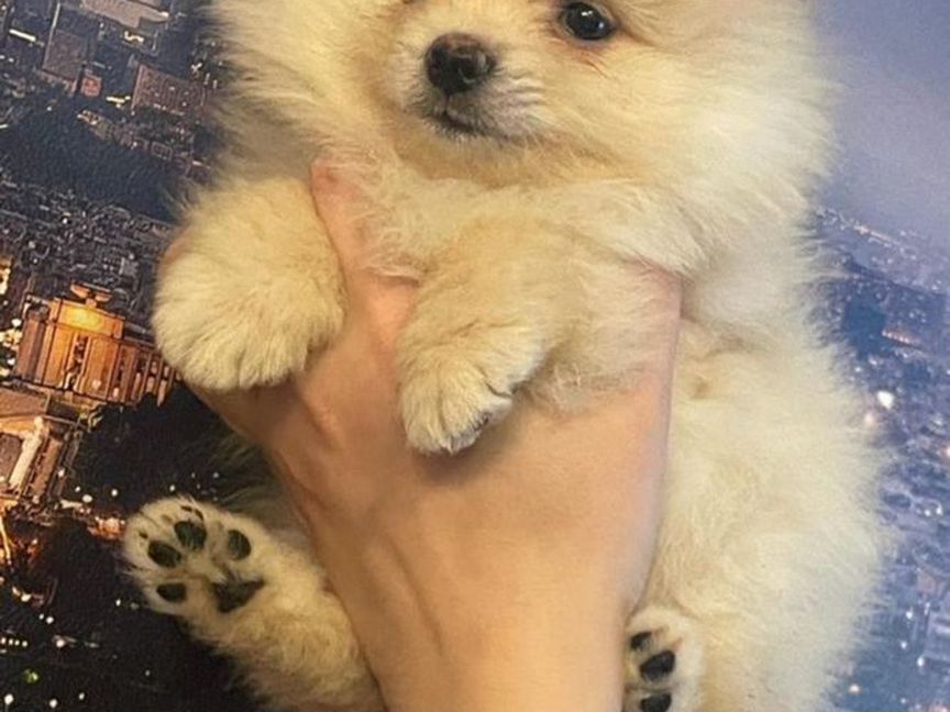 Продам сабаку