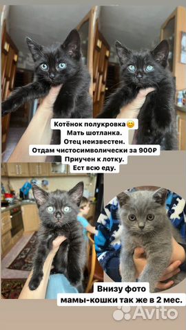 Котёнок кот шотландки