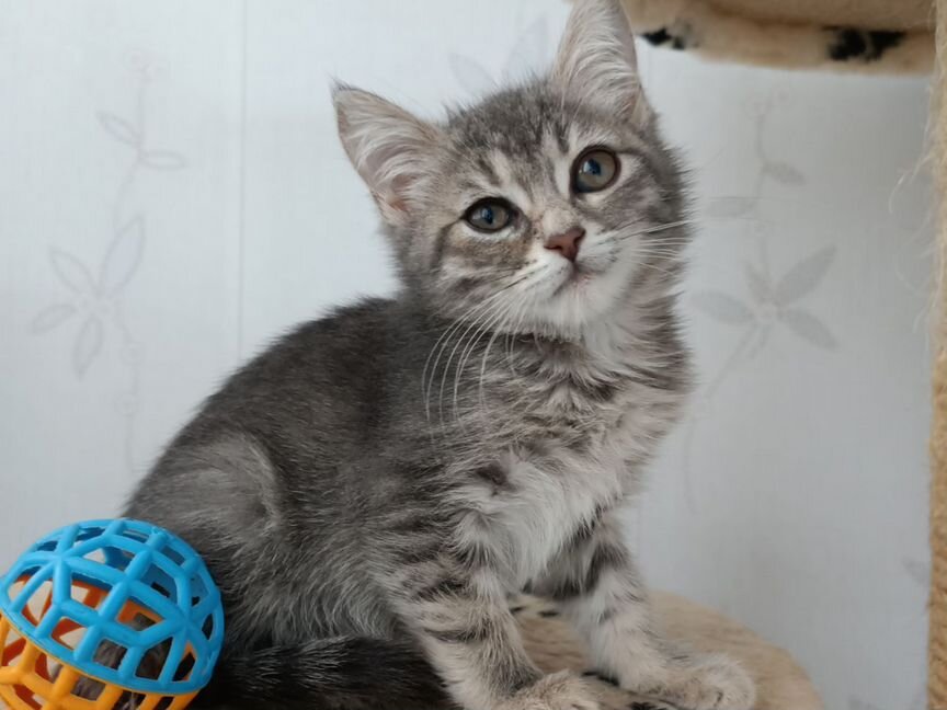 Кошечка Милка