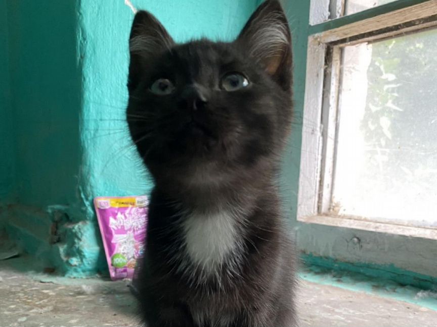 Котенок