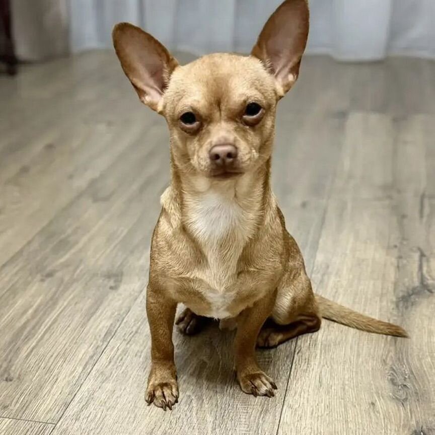 Чихуахуа, вязка