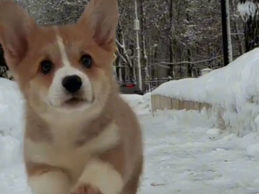 Вельш-корги пемброк