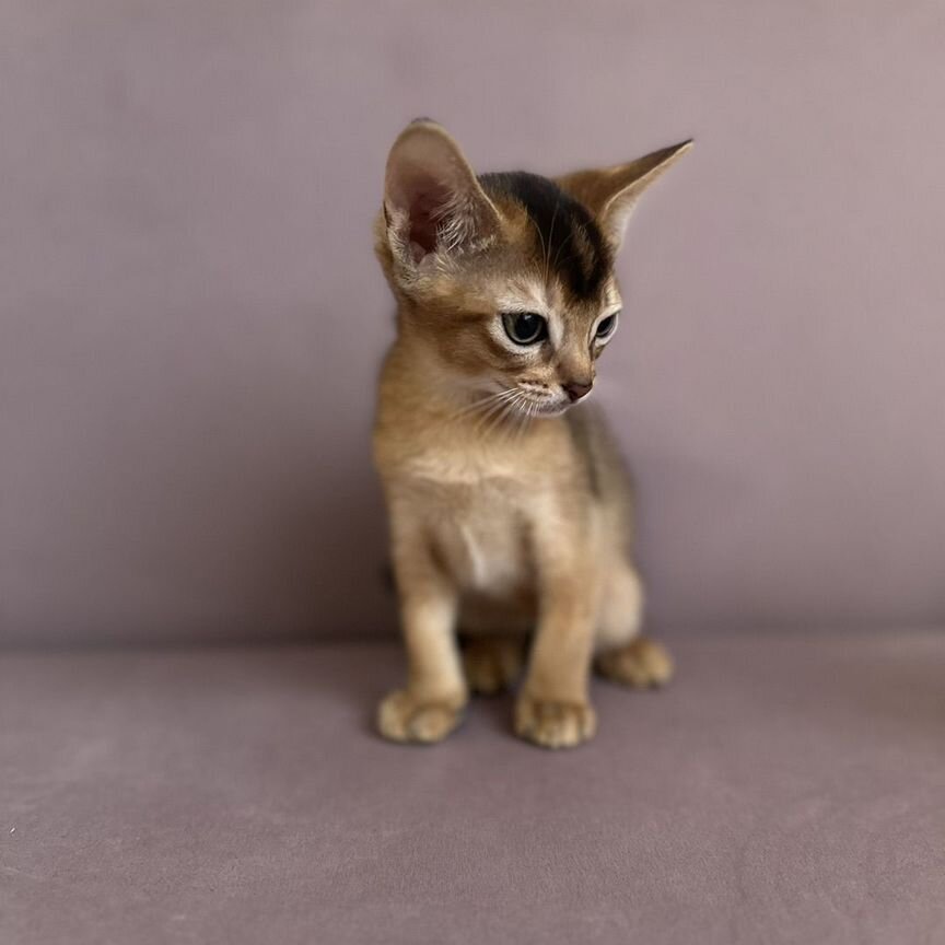 Абиссинские котята с документами