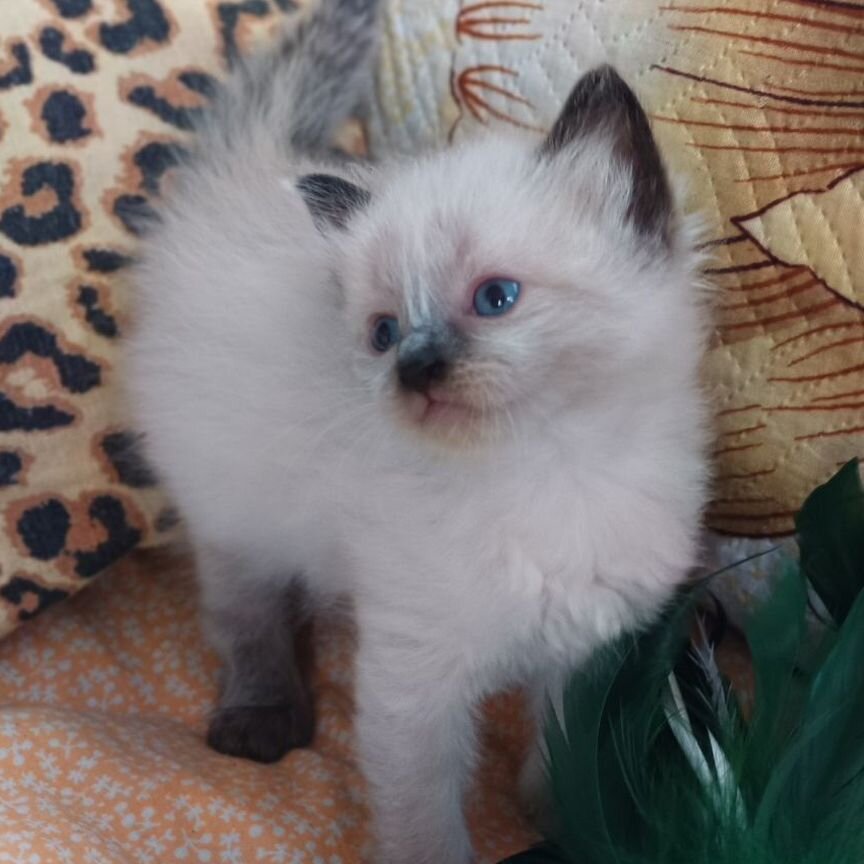 Чудо дети рэгдолл