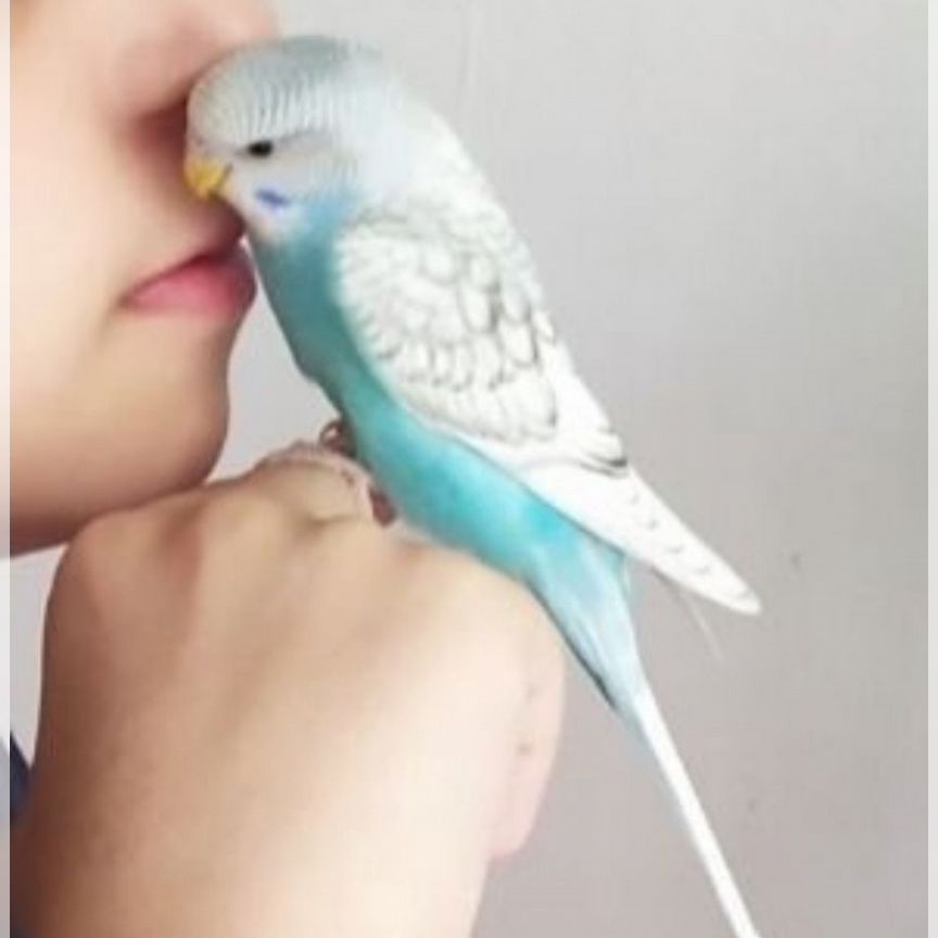 Ручные попугаи