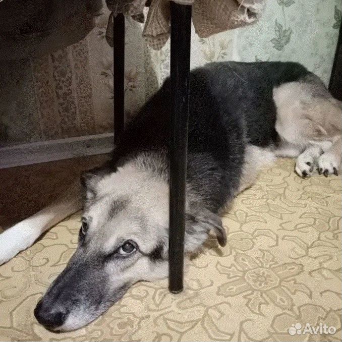 Собака очень ищет передержку лучше сразу дом