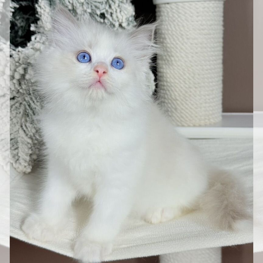 Рэгдолл котёнок