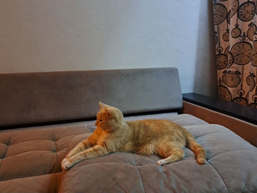 Отдам бесплатно. Кот полупородистый