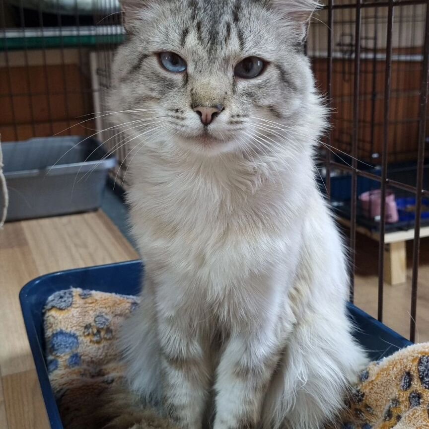 Кот