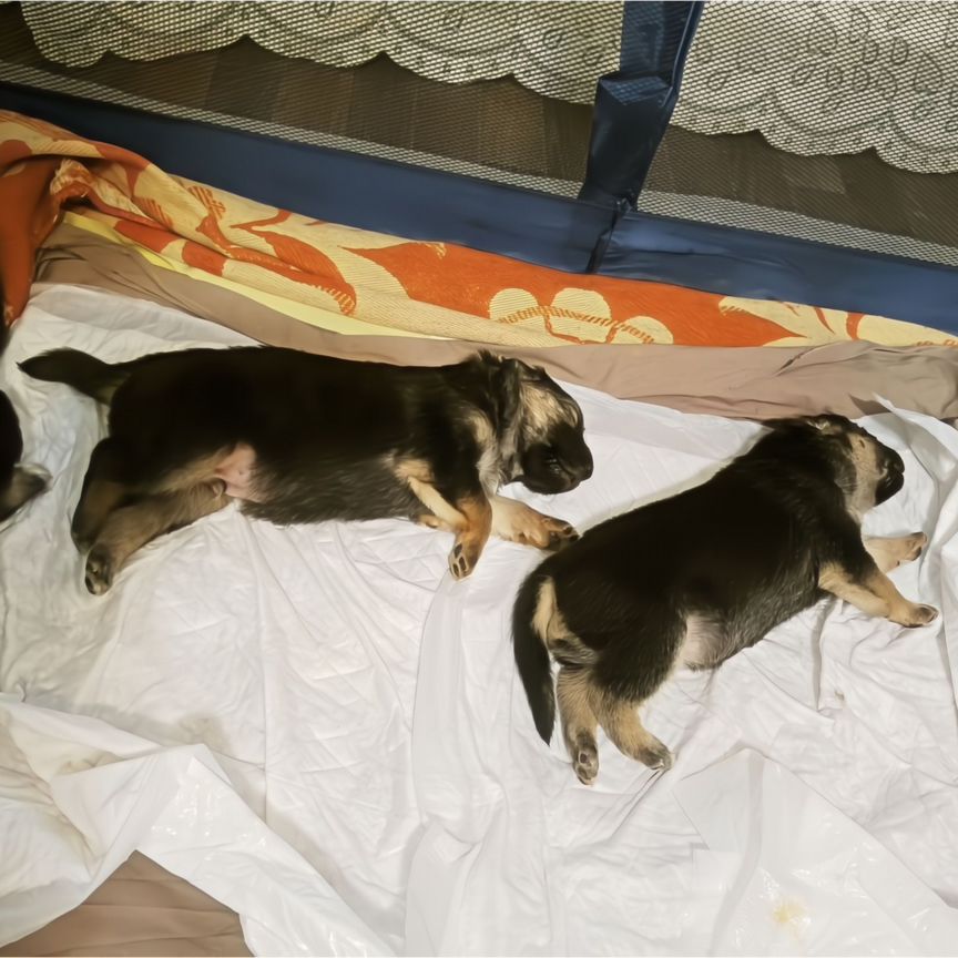 Восточноевропейская овчарка, щенок