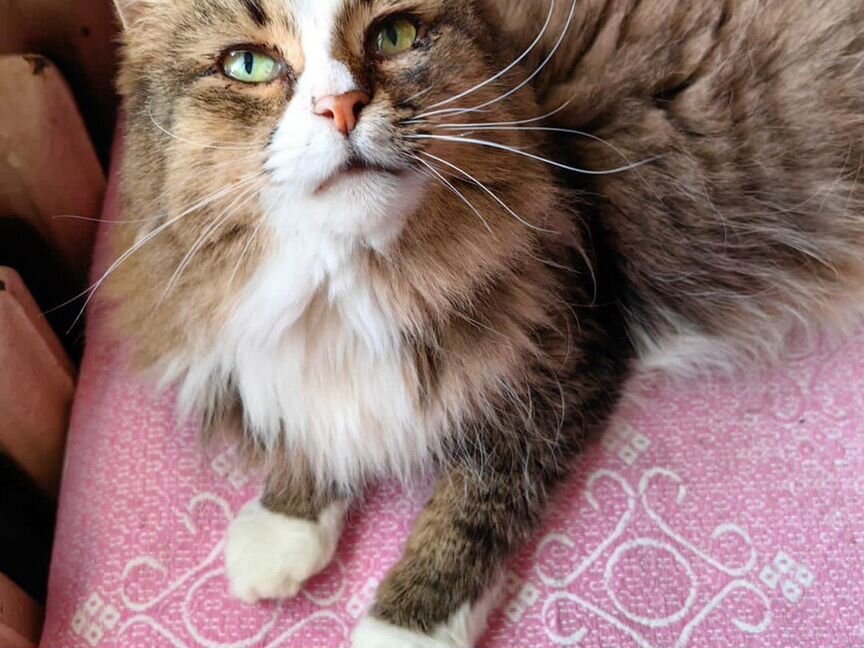 Кошечка Фиона в добрые ручки