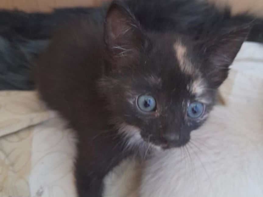 Котятки в добрые руки