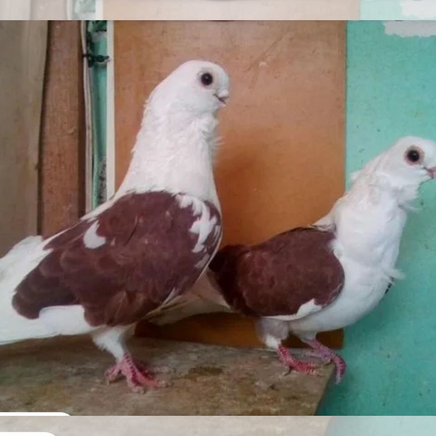 Купля продажа голубей