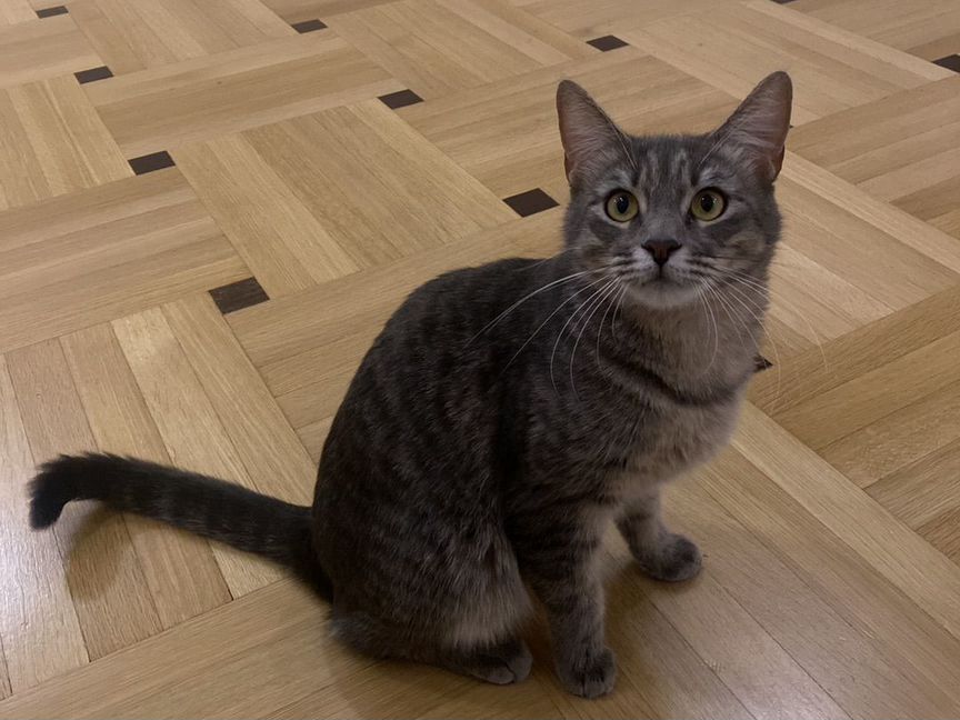 Кошка в добрые руки