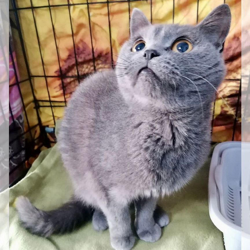 Британская короткошёрстная, взрослая кошка