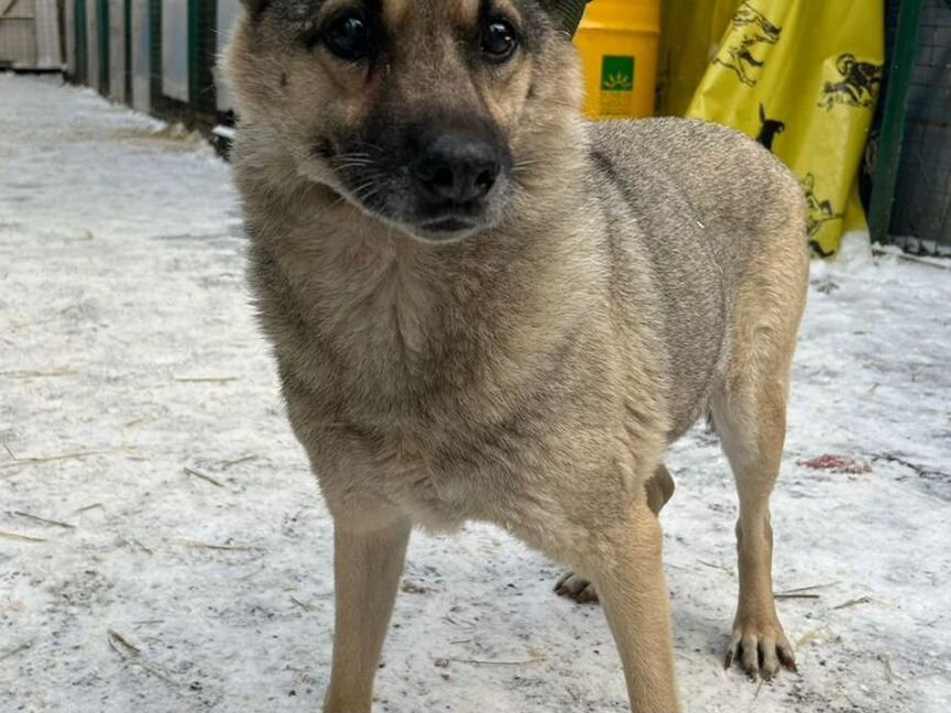 Песик Понч надеется на домашнее счастье