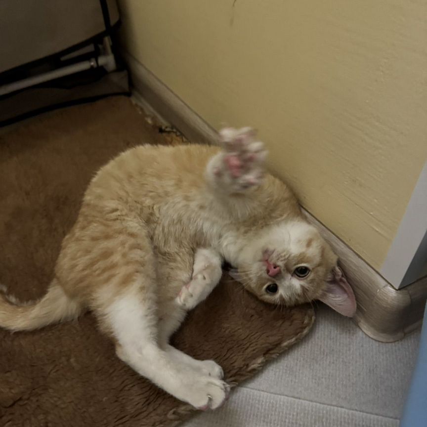 Котенок в добрые руки