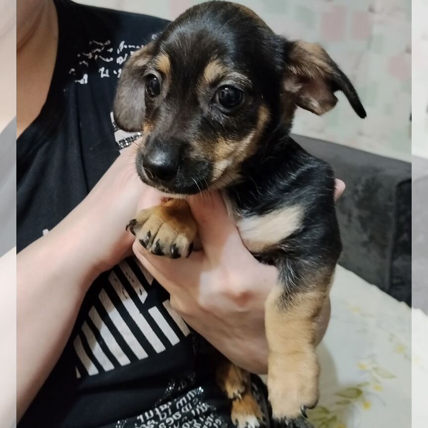 Щенок в добрые руки