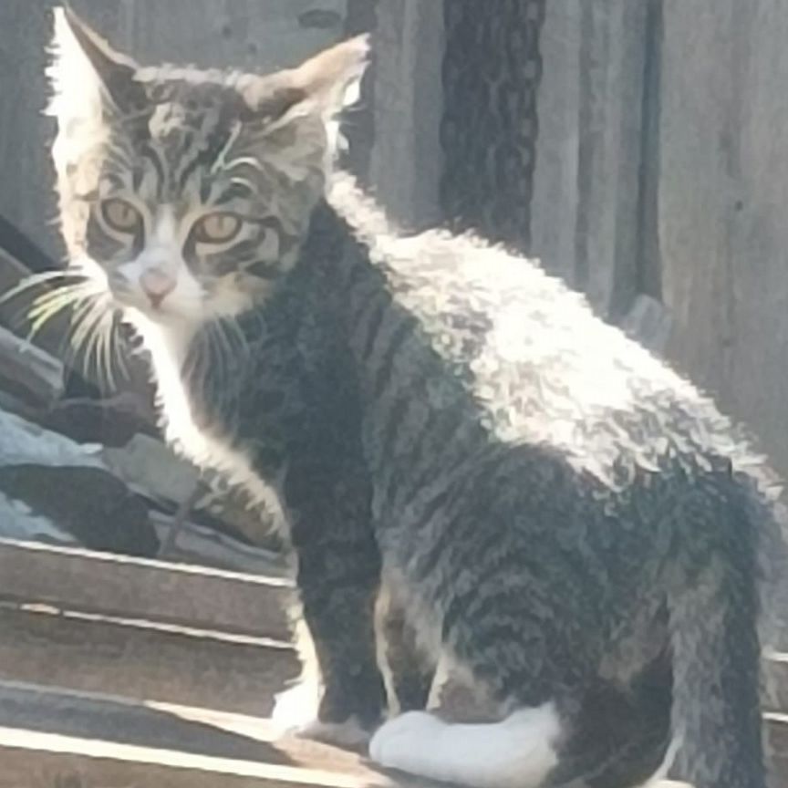 Котята