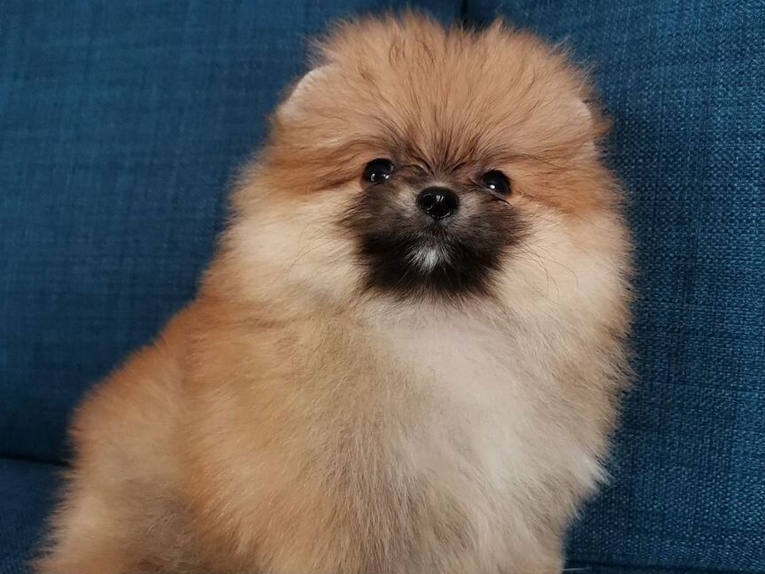 Померанский шпиц мини