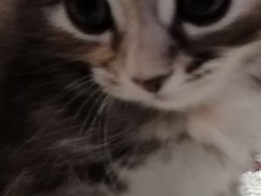Сибирские котята