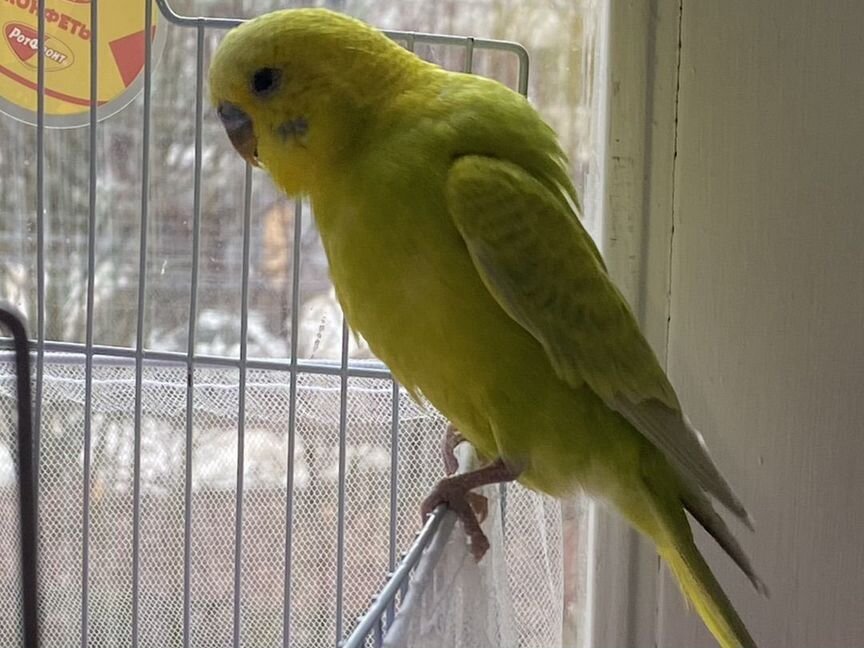 Волнистый попугай с клеткой